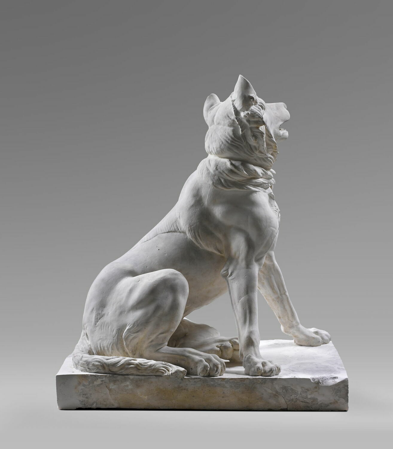 molosse du Belvedere - Louvre site des collections