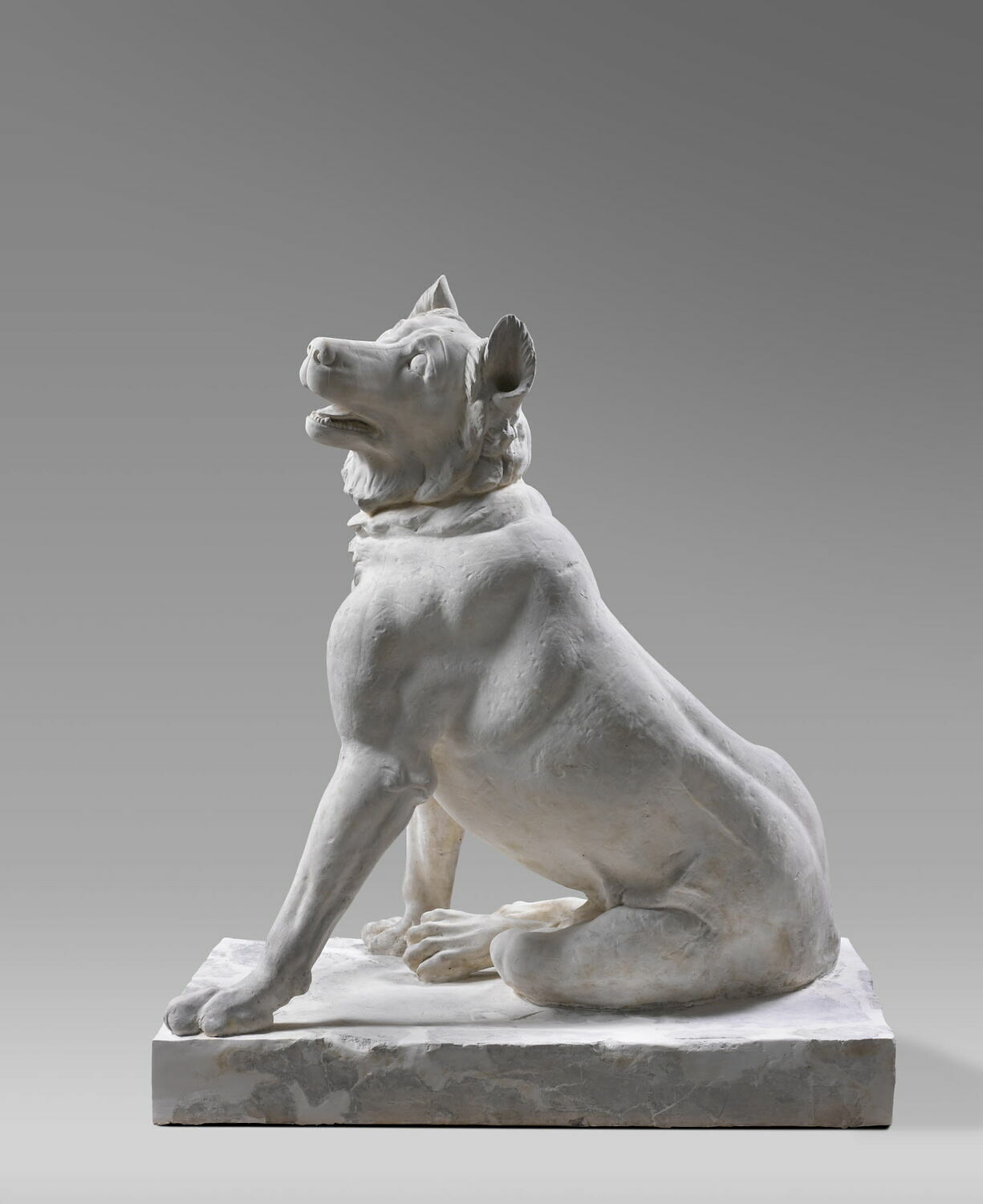 molosse du Belvedere - Louvre site des collections