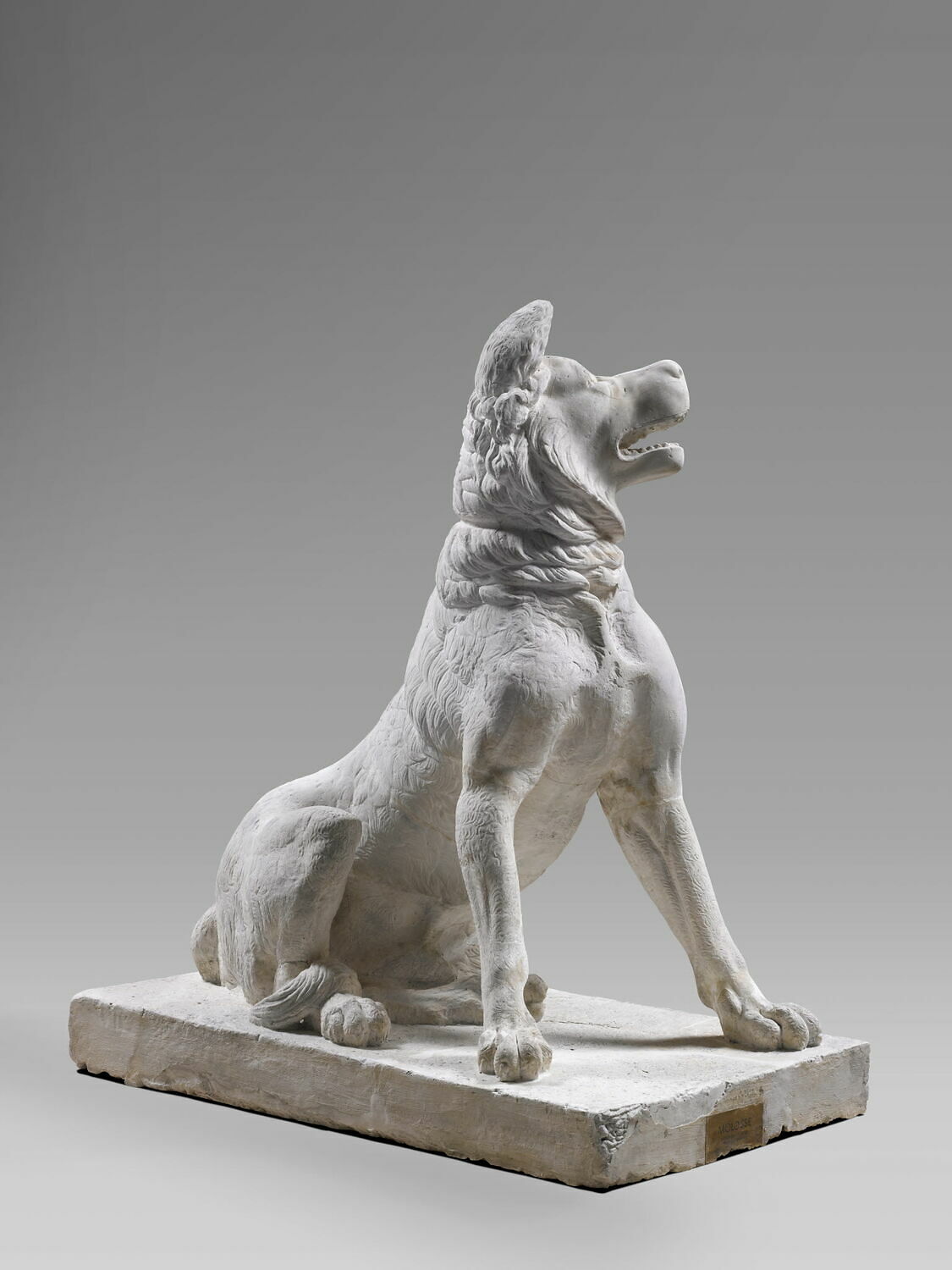 molosse du Belvedere - Louvre site des collections