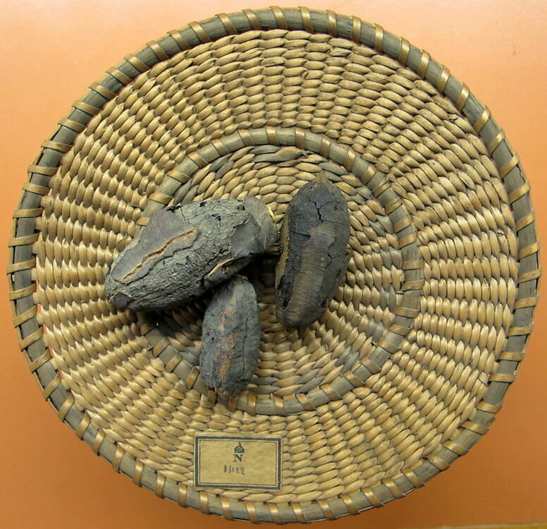 balanite - Louvre Collections