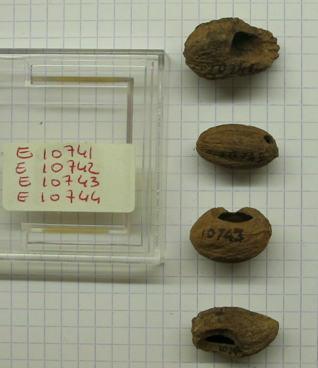 balanite - Louvre site des collections