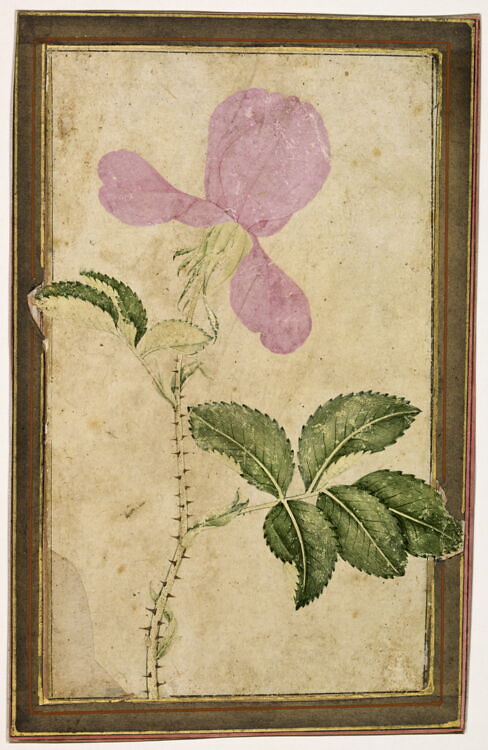 Eglantine - Louvre site des collections